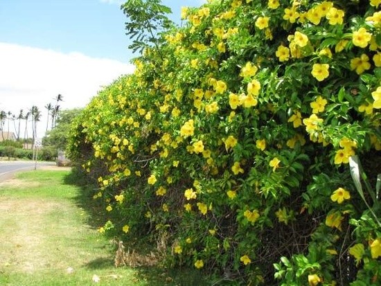 Allamanda cathartica | Jardim Cor