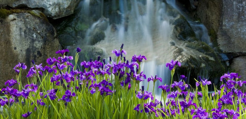 Iris germanica | Jardim Cor