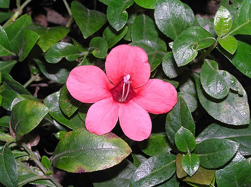 Barleria repens | Jardim Cor