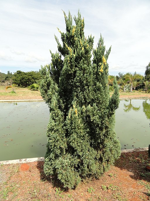 Juniperus chinensis “Torulosa” | Jardim Cor