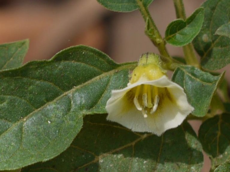 Physalis angulata | Jardim Cor