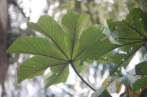Cecropia pachystachya | Jardim Cor