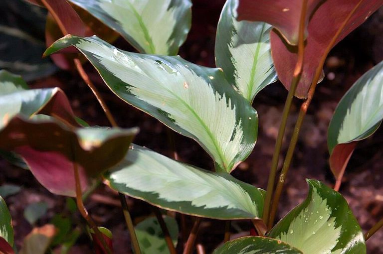 Calathea picturata “Argentea” | Jardim Cor